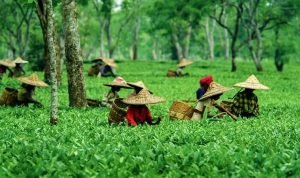 Tea Estate Accident in Jorhat Kills One, Sparks Protest Over Safety ...