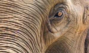 Outrage in Titabor as Wild Elephant Attacks Continue, Villagers Demand ...